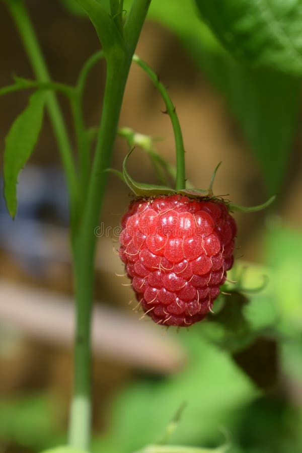 Ripe red raspberry stock image. Image of leaf, kinf - 231065573