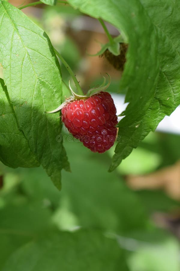 Ripe red raspberry stock photo. Image of kind, beauty - 231065410