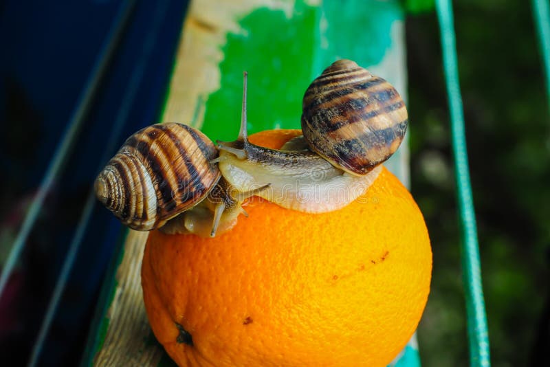 Big Garden Snail on a Leaf Background Stock Image - Image of motion ...