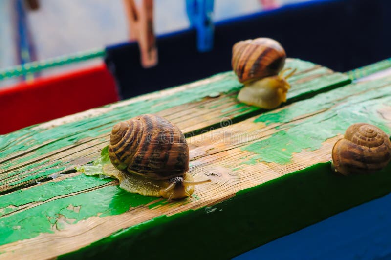 Big Garden Snail on a Old Board Background Stock Photo - Image of ...