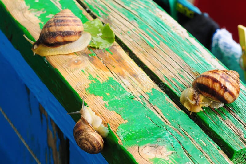 Big Garden Snail on a Old Board Background Stock Photo - Image of pest ...