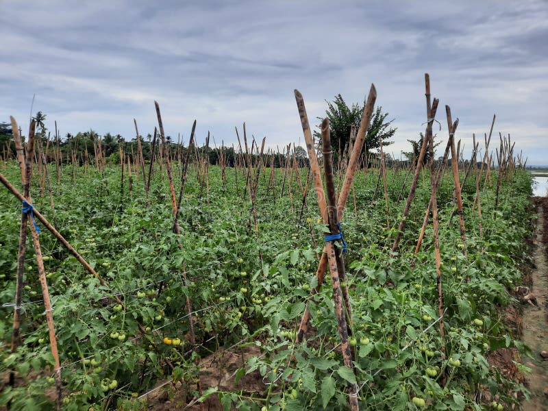 Big Garden, Big Word, My Healthy Stock Photo - Image of shrub, field ...