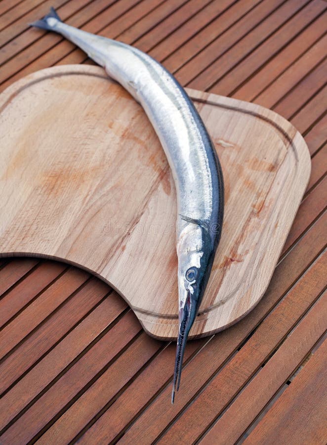 Big garfish stock image. Image of marine, macro, garfish - 16529441