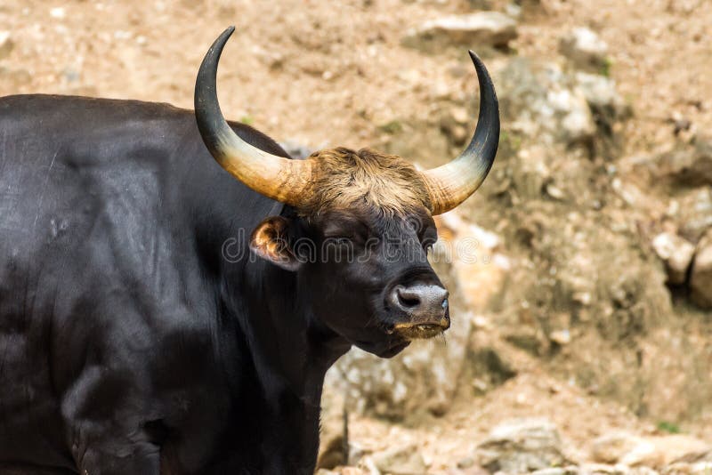 Big Gaur Bos gaurus stock photo. Image of cattle, background - 130193416