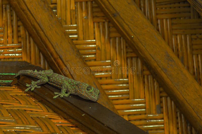 Big gecko in bungalow stock image. Image of amphibian - 89461227