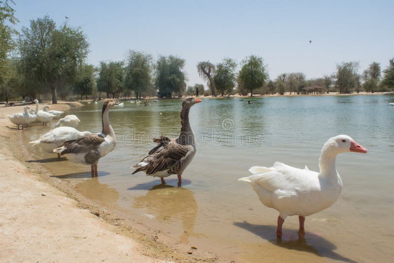 Big Geese Group Standing in Lake Stock Image - Image of swimming ...