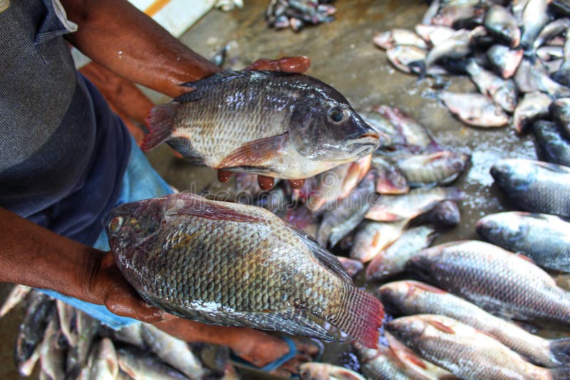 Big Genetically Improved GMO GIFT Tilapia Fish in Hand of a Fish Farmer ...
