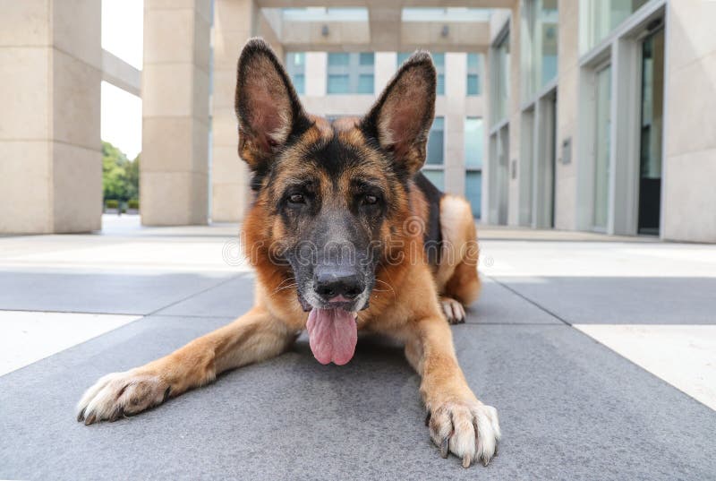 A big German Shepard stock image. Image of lies, tongue - 122554161