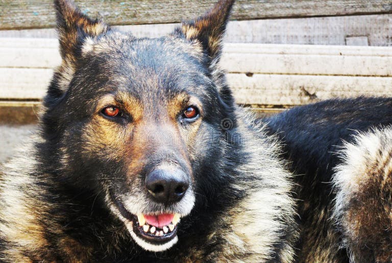 German Shepherd Looks at the Camera with Devotion Stock Photo - Image ...