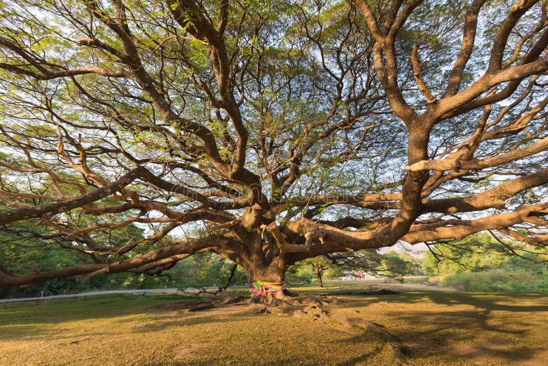 Big Giant Tree with Branch in Thailand Stock Photo - Image of colorful ...