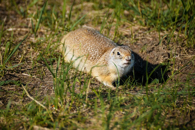 Big Ginger Brown Hungry Gopher with Paws Stands in a Field on Green ...