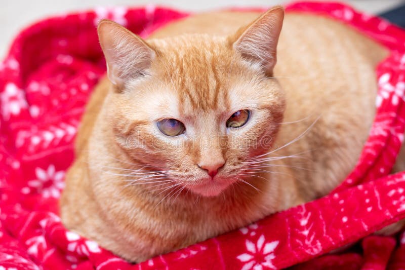 Big Ginger Cat Closeup Portrait at Home Stock Image - Image of funny ...
