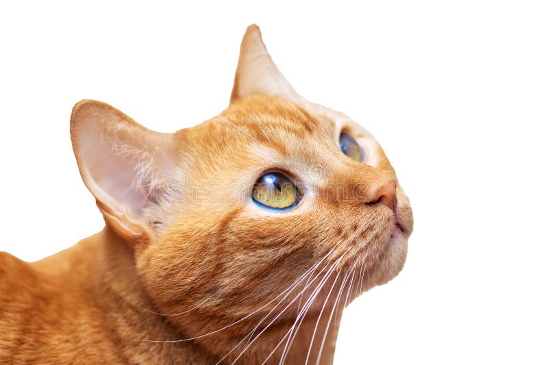 Big Ginger Cat Closeup Portrait Isolated on White Stock Photo - Image ...