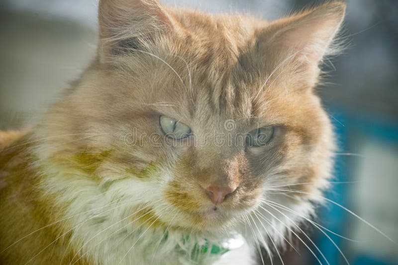 Big ginger cat looks ahead stock photo. Image of looks - 233915430