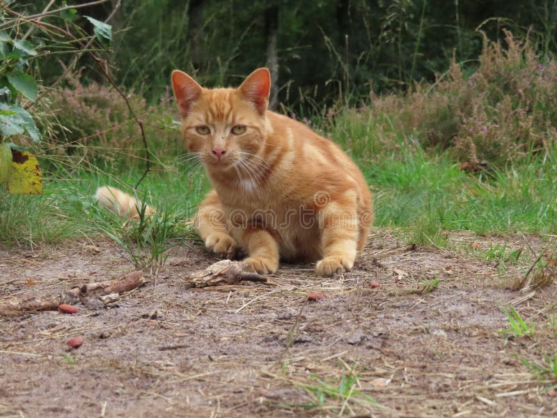 Big Ginger Cat Lying on the Ground Stock Photo - Image of whiskers ...