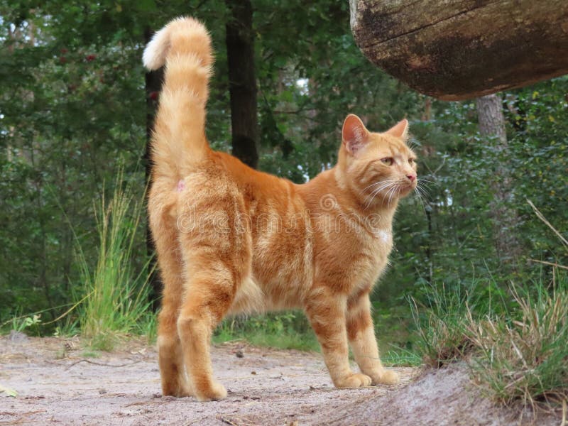 Big Ginger Cat Walking Outdoors Stock Photo - Image of tiger, walking ...
