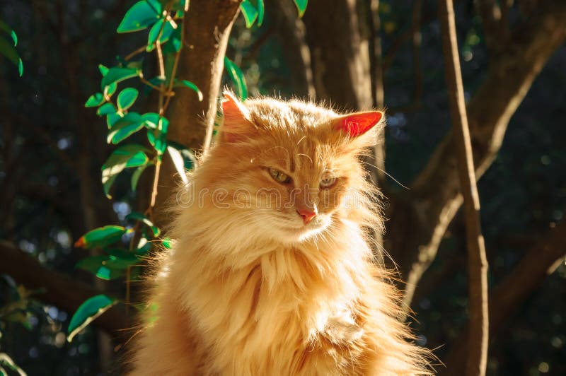 A big ginger cat washes stock photo. Image of nice, beauty - 118789344