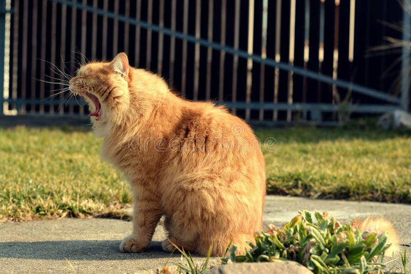 Big ginger cat yawns stock photo. Image of kitty, awake - 38907162
