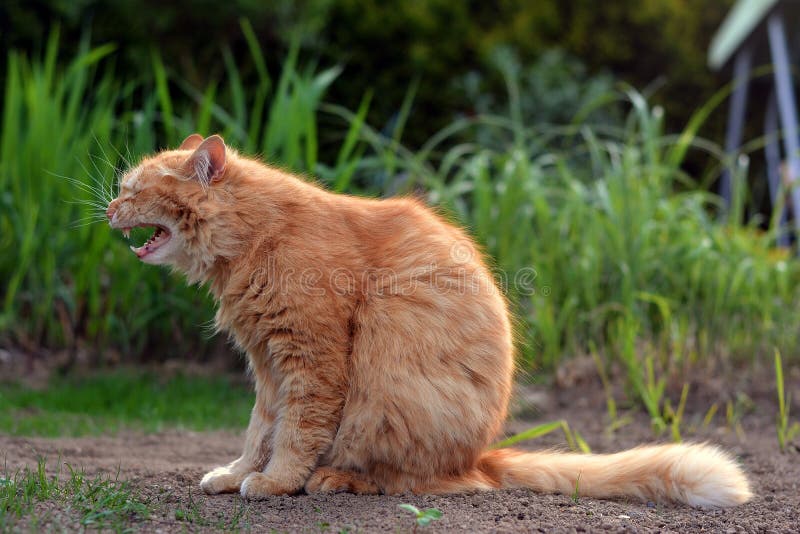 Big Ginger Cat Yawns in Nature Stock Photo - Image of feline, cute ...