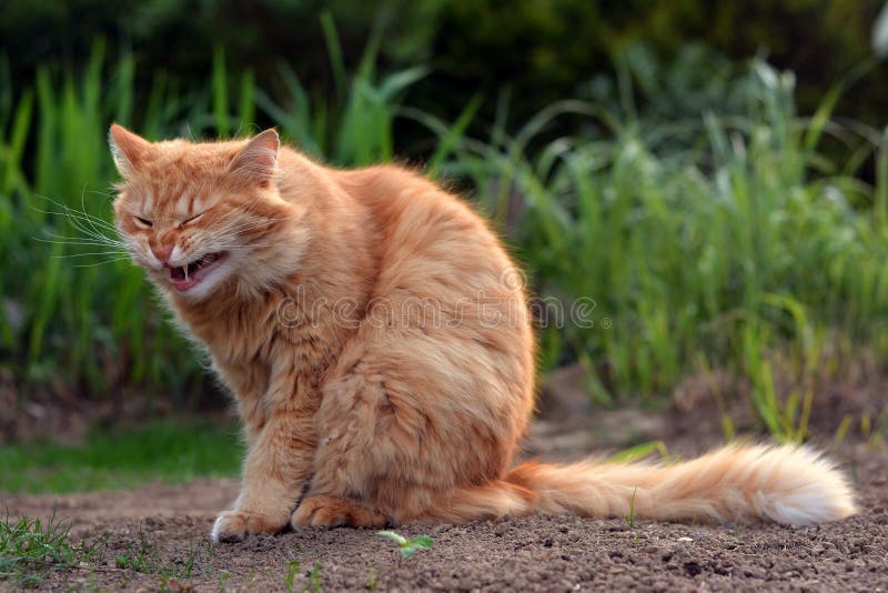 Big Ginger Cat Yawns in Nature Stock Photo - Image of ginger, gape ...