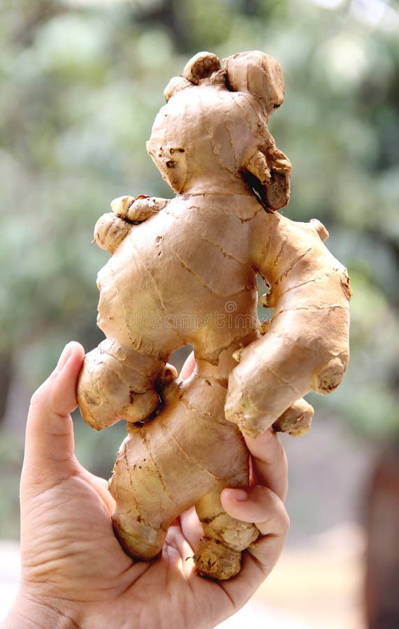 Big Ginger - human shape stock photo. Image of herb - 159155022