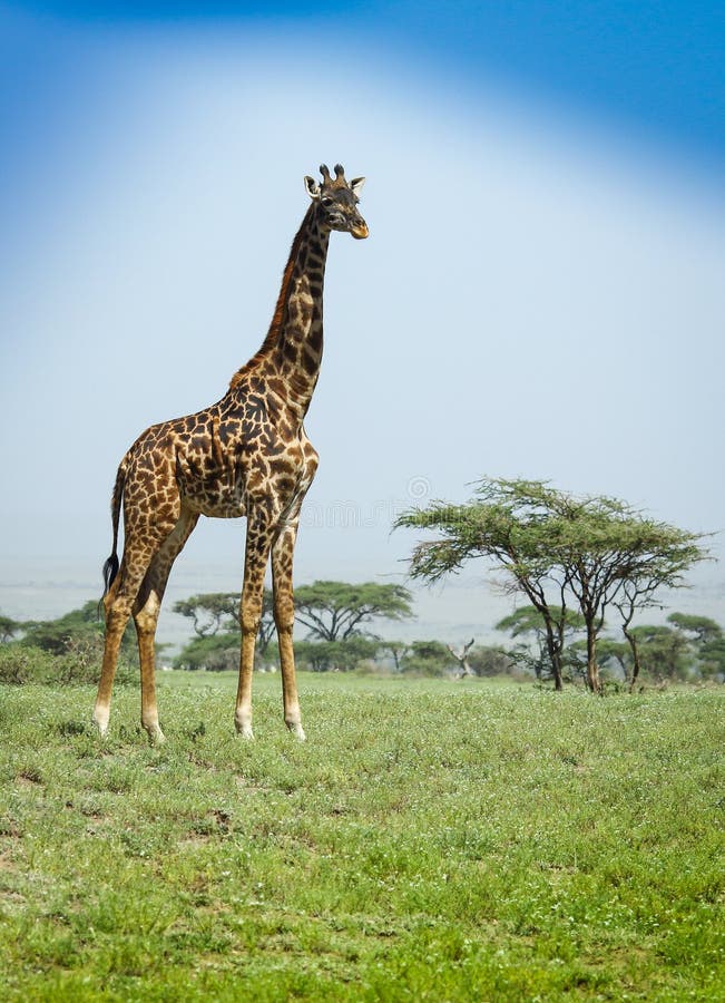 Big giraffe stock image. Image of yellow, giraffes, amazing - 54367317