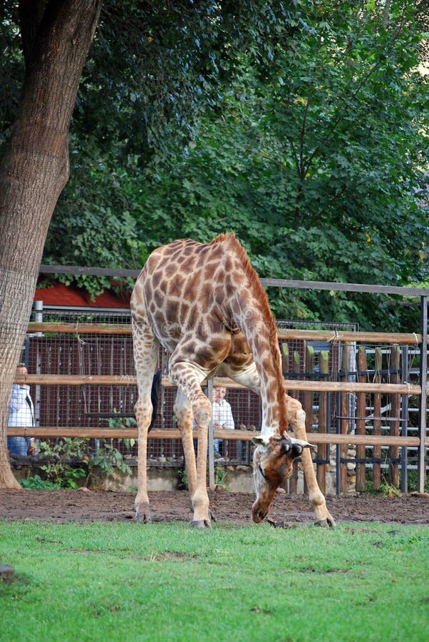 The Big Giraffe Costs Under a Tree in Moscow Zoo Editorial Image ...