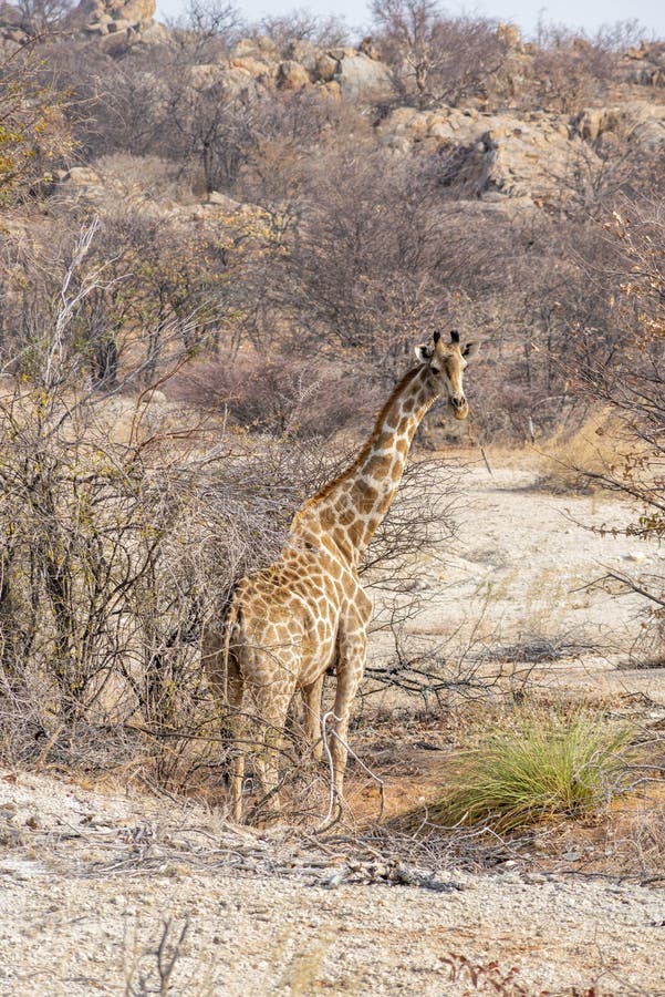 Big giraffe look back stock image. Image of travel, neck - 193972811
