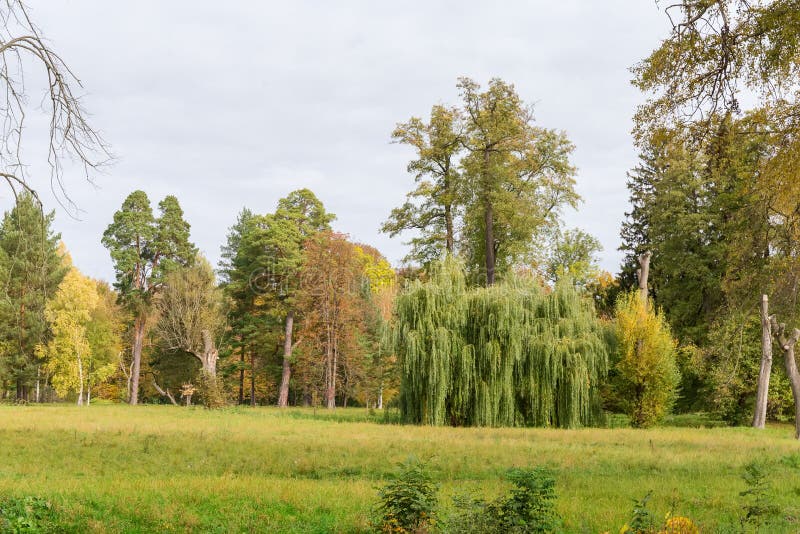 Big Glade with Different Trees on Edge in Autumn Park Stock Photo ...