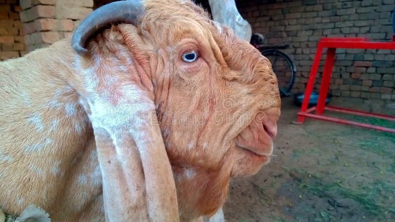Big Goat Close Up View of Portrait. Stock Photo - Image of port ...