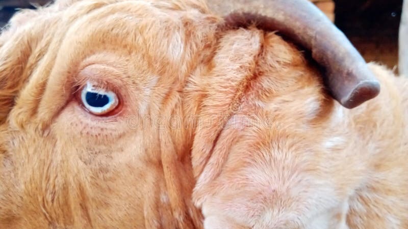 Big Goat Close Up View of Portrait. Stock Photo - Image of furr, port ...
