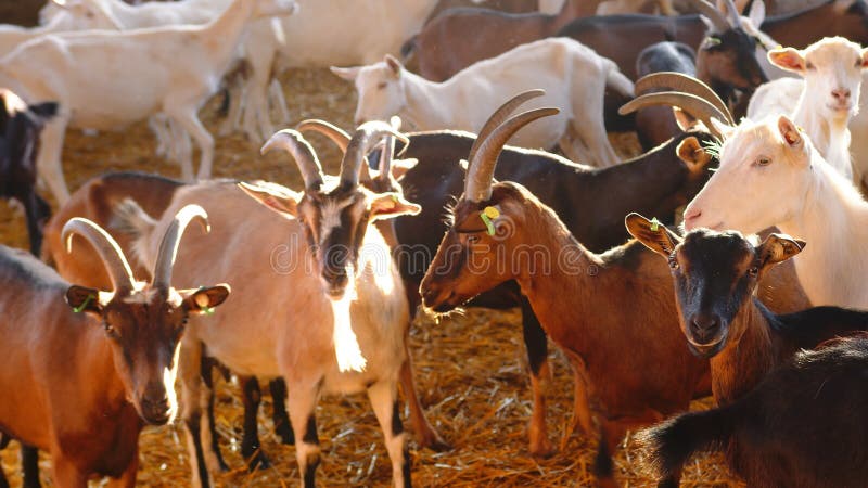 Big Goat Farm with Goats. Goats on the Farm. Animals on the Farm. Stock ...