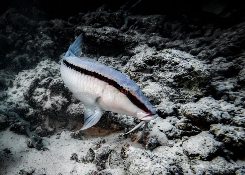 A Big Goat Fish with a Mustache at the Bottom of the Indian Ocean Stock ...
