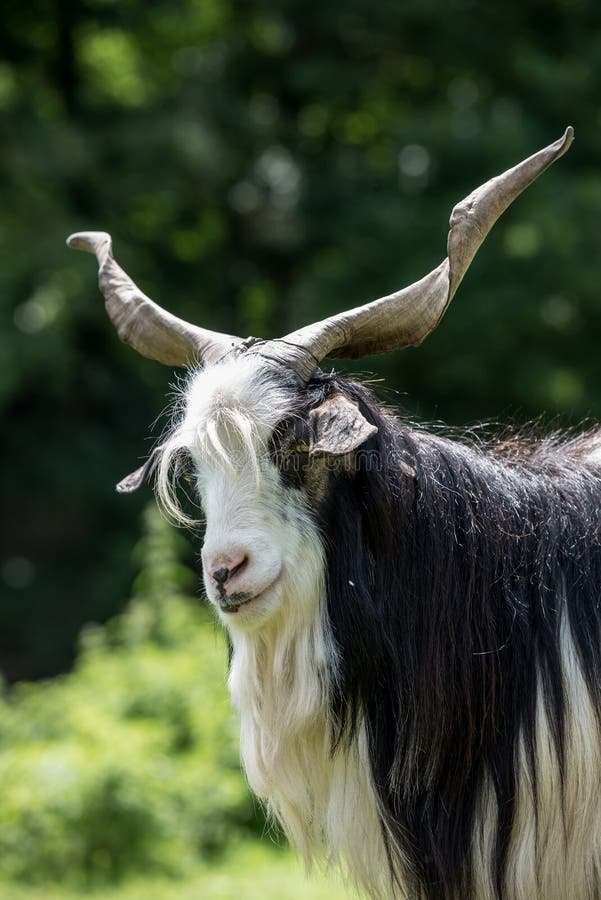 Big goat. stock image. Image of livestock, brown, standing - 138124655