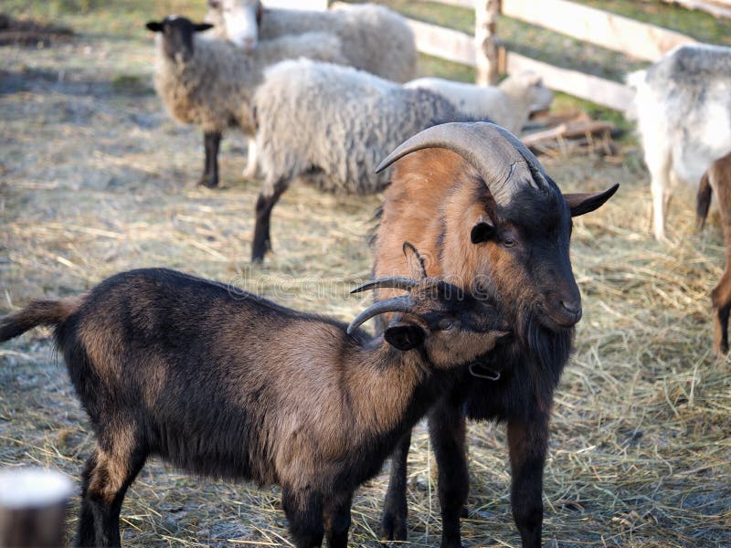Big goat and young goat stock photo. Image of nature - 202153938