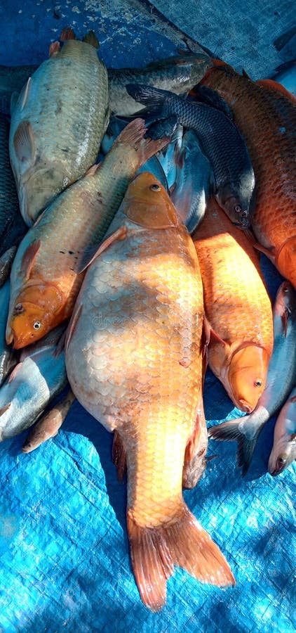 Big Gold Fish on River Village Stock Photo - Image of vilag, aquarium ...