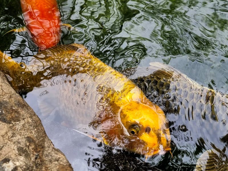 Big Golden Koi Fish in the Pond Stock Image - Image of environment ...