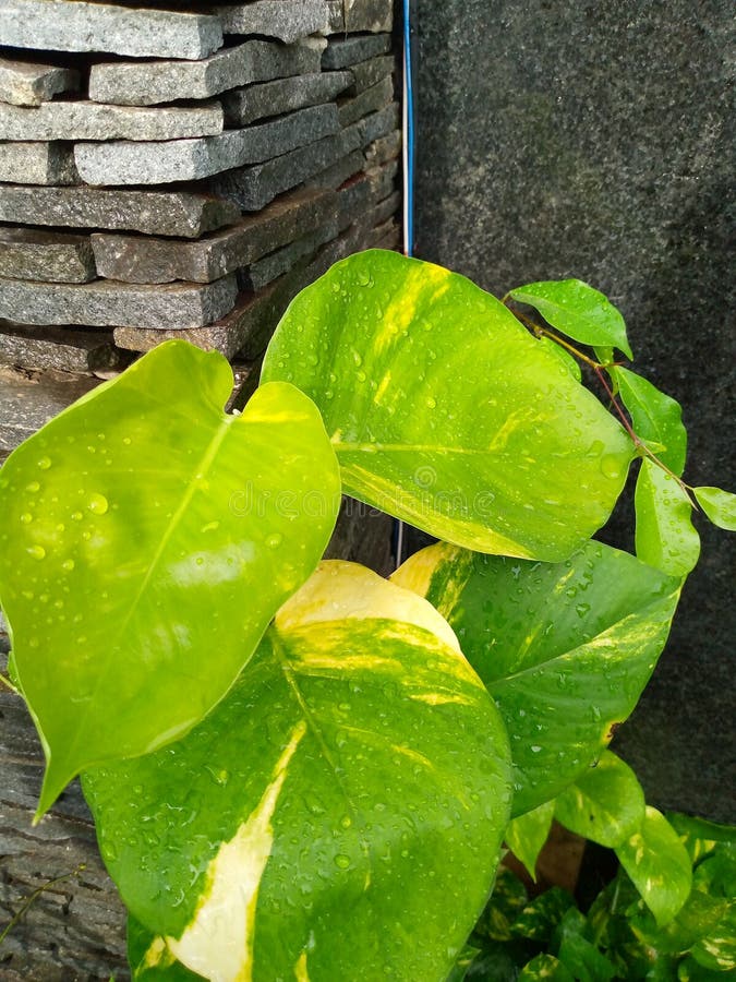 Water Drops on Golden Pothos Leaf Stock Photo - Image of plenty, zoomin ...