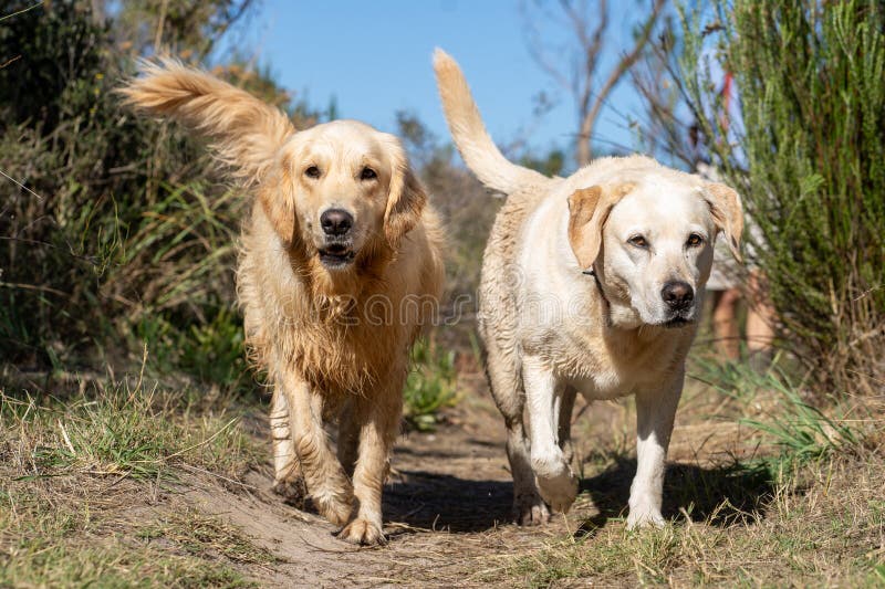 Big Golden Retriever and a Labrador are Running on a Forest Trail ...