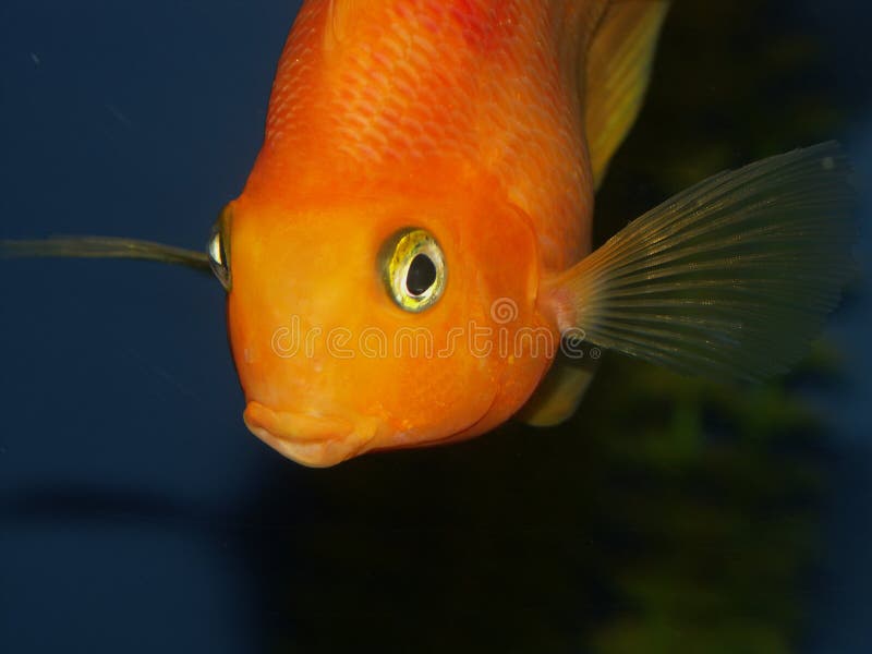 Big Goldfish stock photo. Image of corner, body, forward - 289738