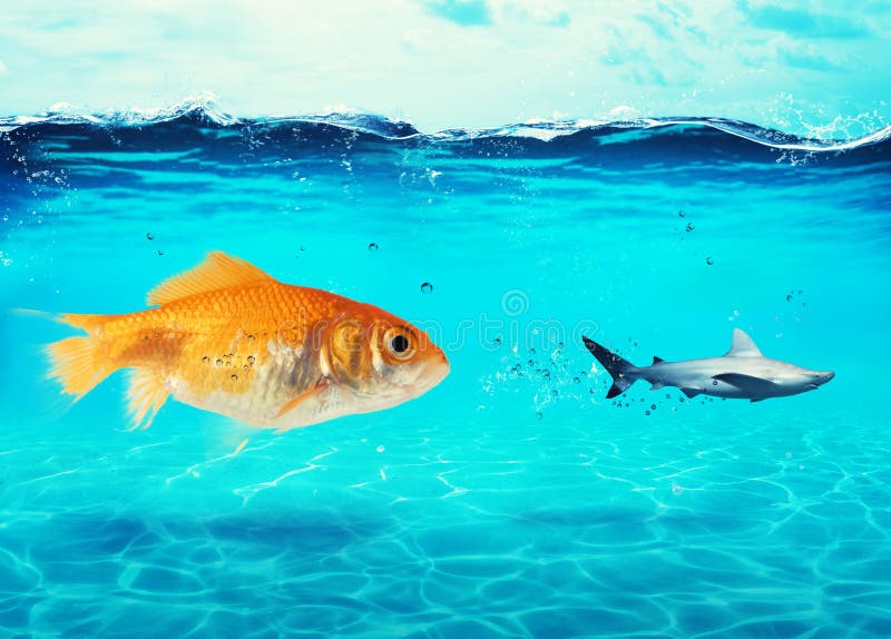 Big Goldfish Attacks a Scared Shark in the Ocean. Concept of Bravery ...