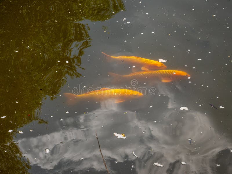 Big goldfish in a pond stock image. Image of lake, colorful - 248725855