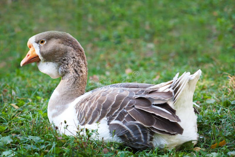 Big Goose in a Green Meadow Stock Image - Image of grass, meadow: 26931751