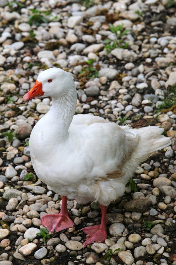 Goose with White Feathers and Orange Beak and Webbed Paws Walks on the ...