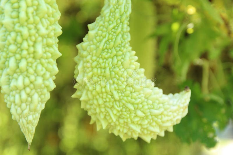 Big gourd stock image. Image of fruit, vegetable, tourist - 99885213