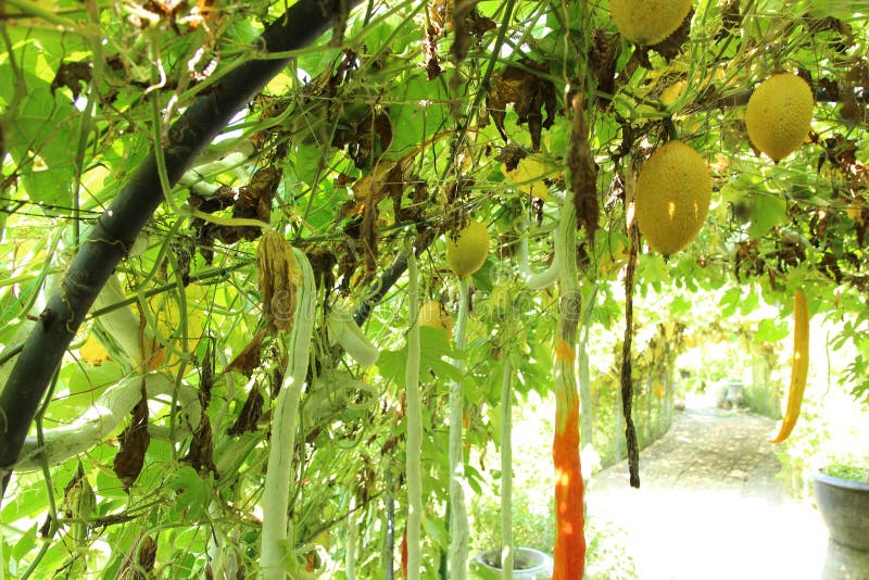 Big gourd stock image. Image of leaf, fruit, vine, vegetable - 99885283