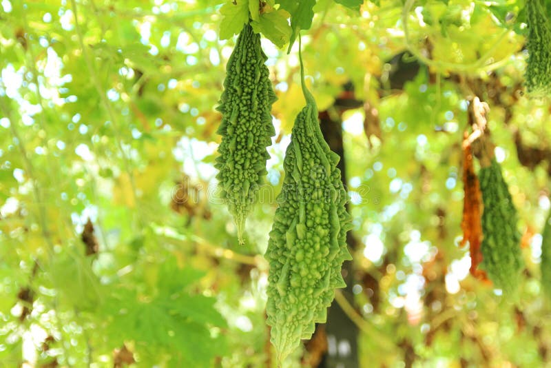 Big gourd stock photo. Image of flower, plant, yellow - 99884226