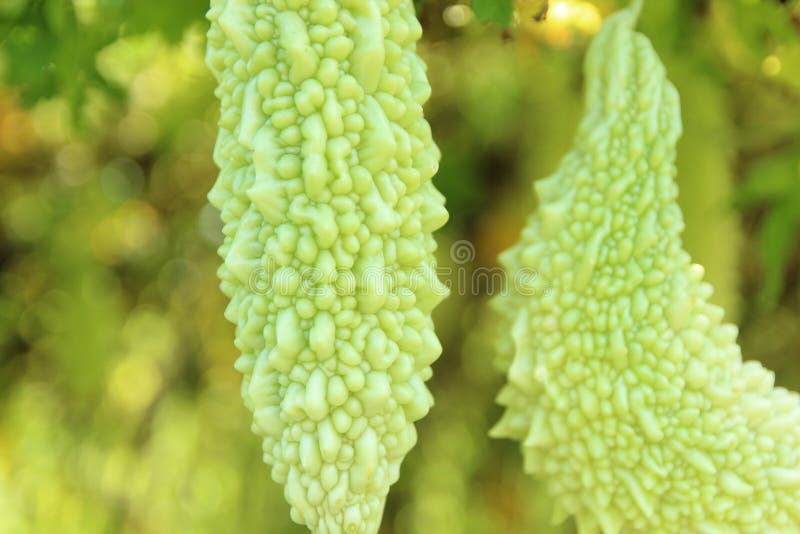 Big gourd stock image. Image of pavement, flower, vegetable - 99885009