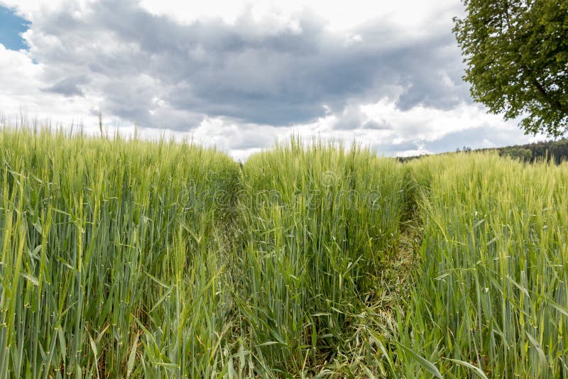 Big Grainfields in the Middle of the German Countryside Stock Photo ...