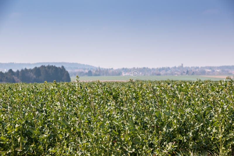 Big Grainfields in the Middle of the German Countryside with Hills ...